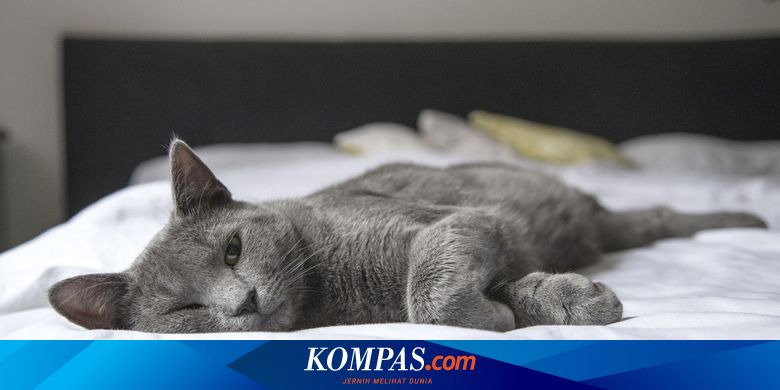 Berapa Lama Kucing Bisa Bertahan Hidup?