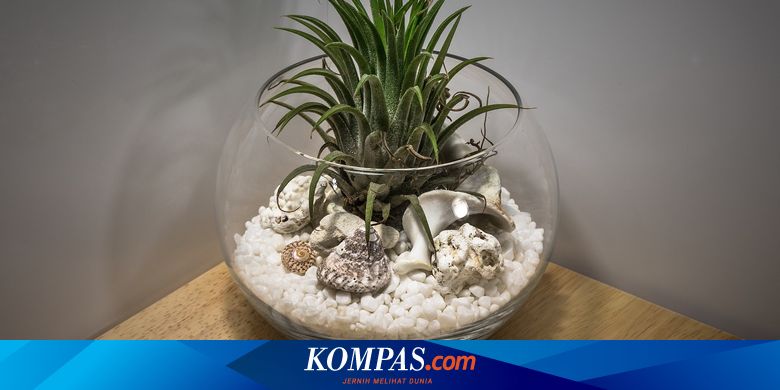 8 Tanaman Hias Berukuran Kecil yang Cocok Jadi Dekorasi Rumah