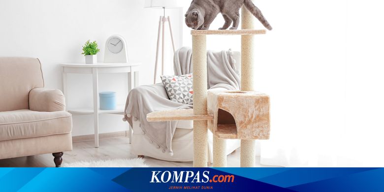 10 Tips Dekorasi Rumah yang Ramah untuk Kucing Peliharaan