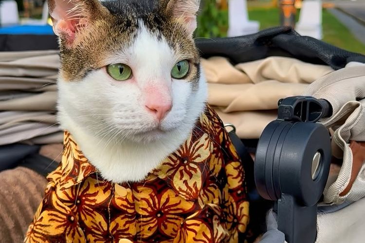 6 Gaya Bobby Kertanegara, Kucing Prabowo yang Selalu Tampil Modis