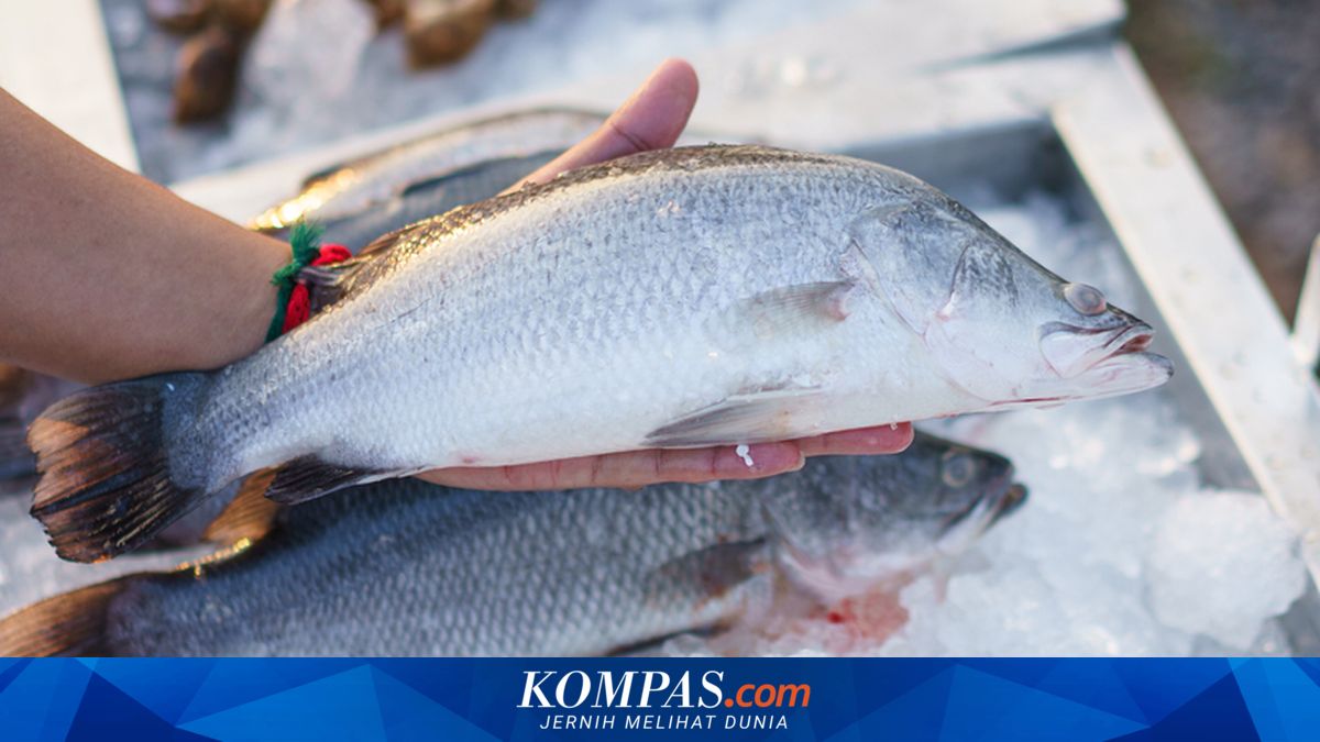 2 Cara Simpan Ikan Laut yang Tidak Habis Terjual, Tips dari Pemasok Ikan