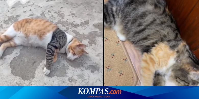 Ramai soal Kucing dengan Warna dan Corak Bulu Berbeda, Apa Sebabnya?