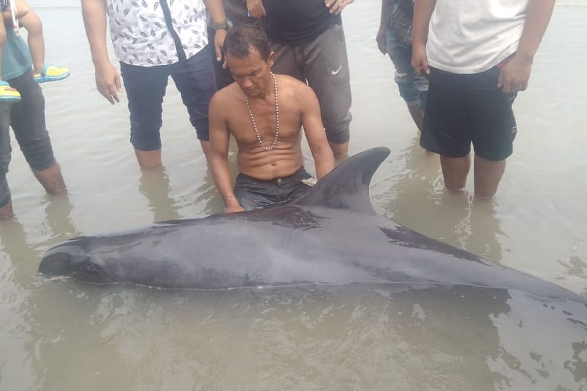 Detik-detik Nelayan Selamatkan Paus 2 Meter di Pantai Aceh Timur