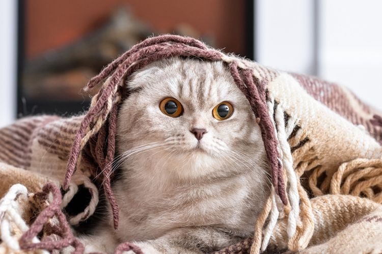 7 Cara Menjaga Kucing Tetap Hangat Selama Cuaca Dingin