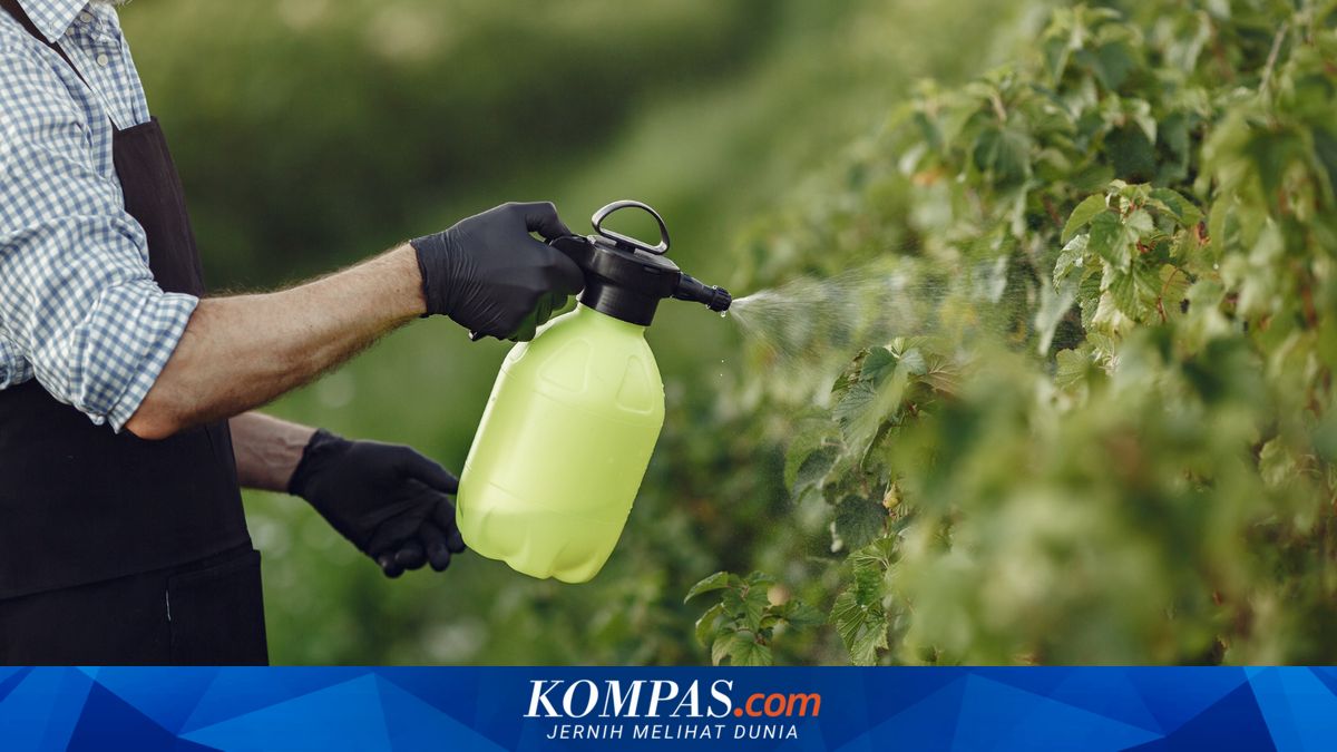 5 Cara Membuat Sabun Insektisida untuk Membasmi Hama pada Tanaman