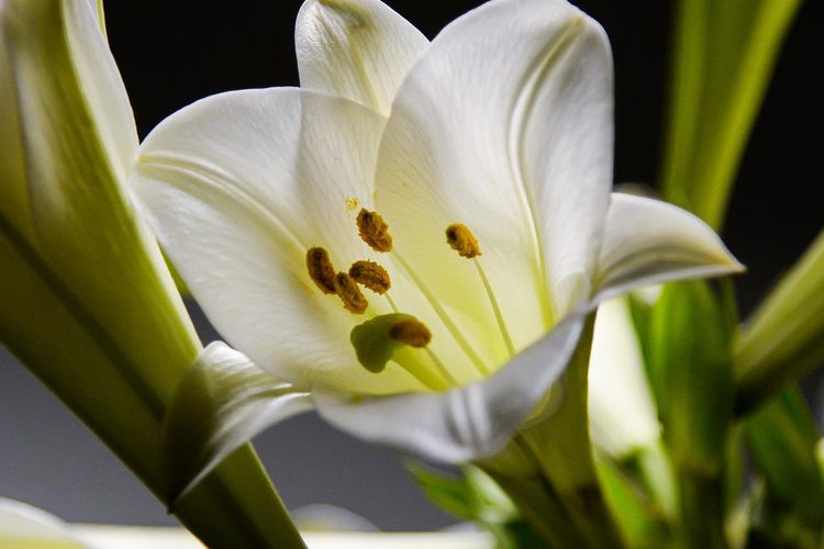 5 Cara Membuat Bunga Lily Potong Tetap Segar dan Tahan Lama