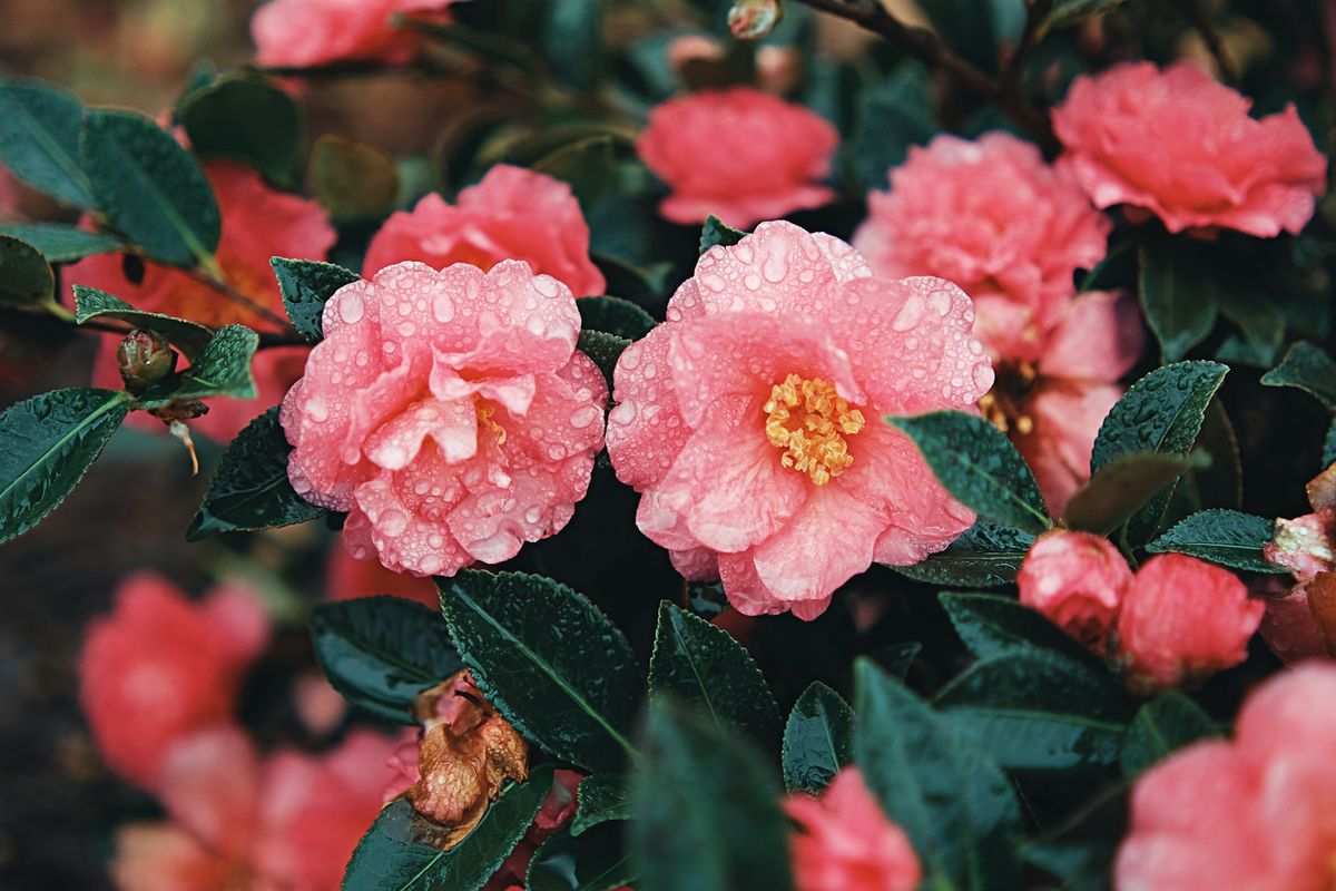 5 Jenis Bunga yang Bisa Mengobati Penyakit, Apa Saja?