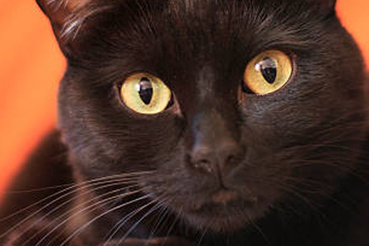 Ras Kucing Bombay, Karakteristik dan Cara Perawatannya