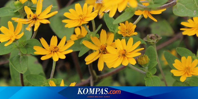 Cara Menanam Bunga Matahari Mini di Pot