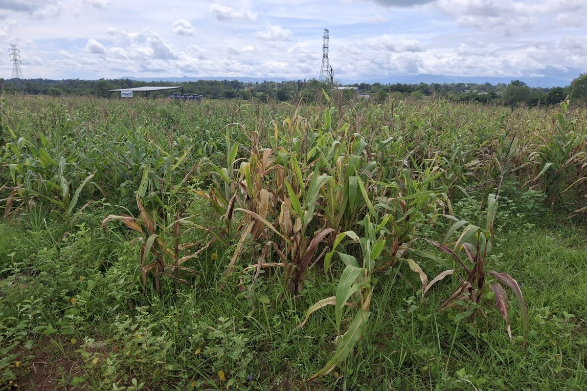 Diresmikan Wapres Gibran, Ladang Jagung di Tangerang Kini Terbengkalai ...