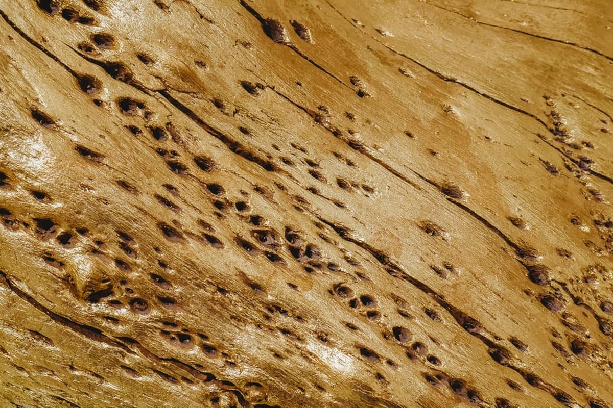 5 Cara Super Efektif Mengatasi Rayap di Furnitur Kayu