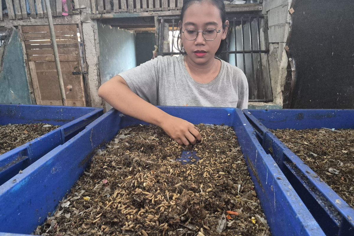Sampah Organik Menumpuk, Maggot Jadi Harapan Baru Penanganan Sampah Jakarta