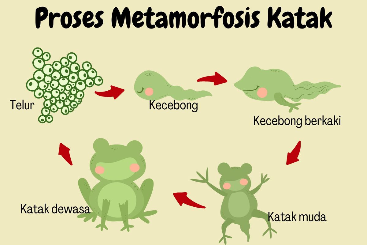 Proses Metamorfosis Katak