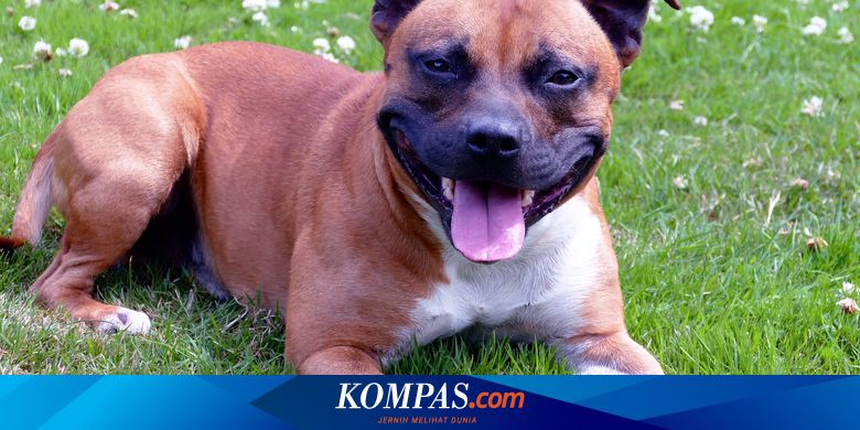 10 Ras Anjing yang Cocok Jadi Penjaga di Rumah