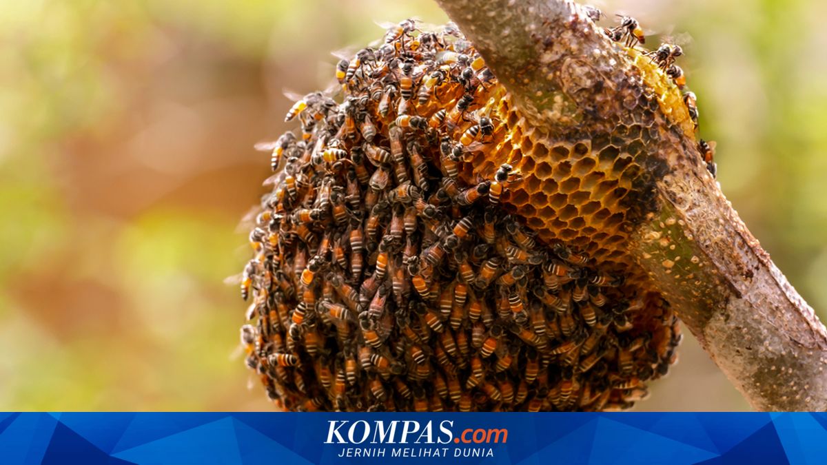 Cara Membasmi Lebah di Rumah Tanpa Membunuhnya