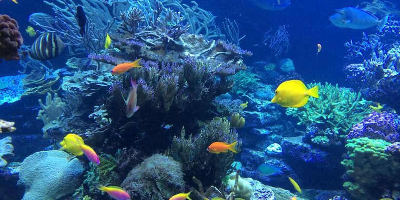 Lingkungan Alam: Pengertian dan Contohnya