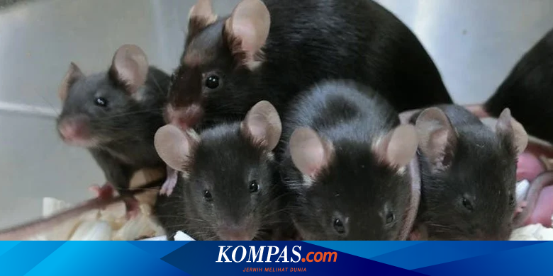 Dampak dari Kabel Kelistrikan Mobil yang Digigit Tikus