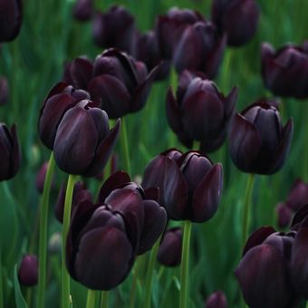 Penyebab Bunga Hitam Langka di Alam dan Punya Tampilan Elegan