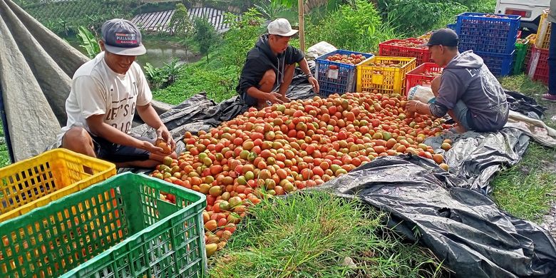 Berita Harian Petani-sayur Terbaru Hari Ini - Kompas.com