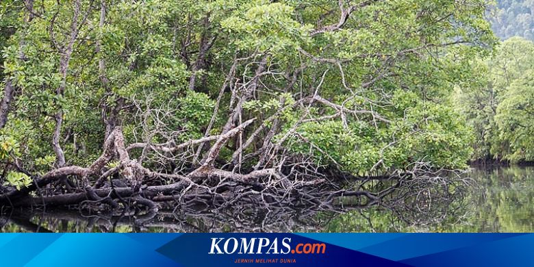 Akibat Industri, Hutan Bakau Teluk Balikpapan Terus Didera Kerusakan