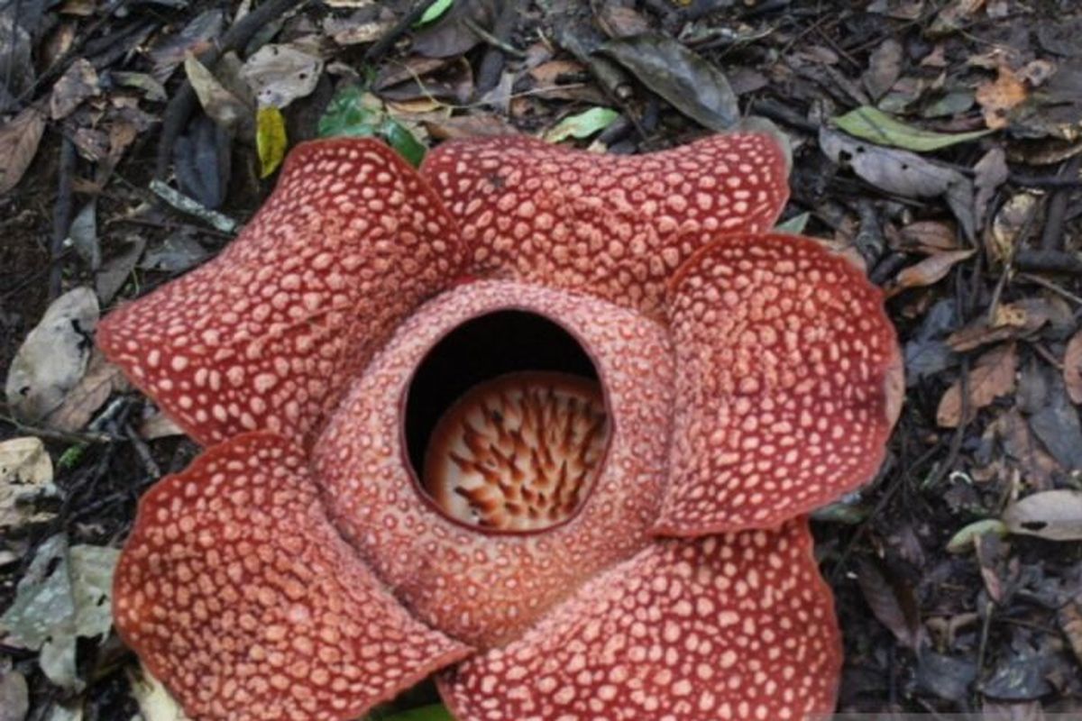 Bunga Rafflesia Mekar Sempurna di Rhino Camp TNBBS Pesisir Barat