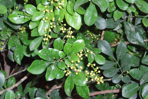 Berita Harian Bunga-pacar-cina Terbaru Hari Ini - Kompas.com