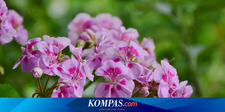 Cara Menanam dan Merawat Tanaman Bunga Geranium
