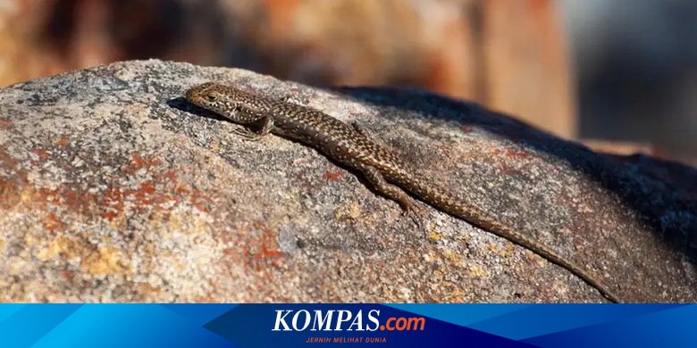 Kadal Ini Mampu Ganti Kelamin Sebelum Lahir, Kok Bisa?