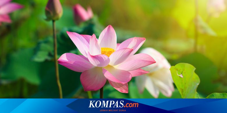 4 Manfaat Bunga Lotus untuk Kesehatan, Bisa Turunkan Gula Darah