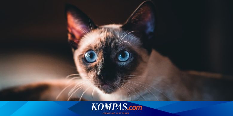 7 Ras Kucing Bermata Biru yang Sangat Cantik