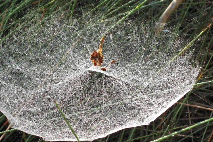Mirip Taman Dandelion, Ini adalah Lautan Jaring Laba-laba