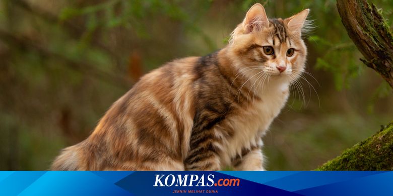 10 Ras Kucing Asal Rusia, Beberapa Punya Ekor Pendek