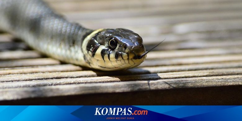 Bagaimana Cara Ular Mengganti Kulitnya?