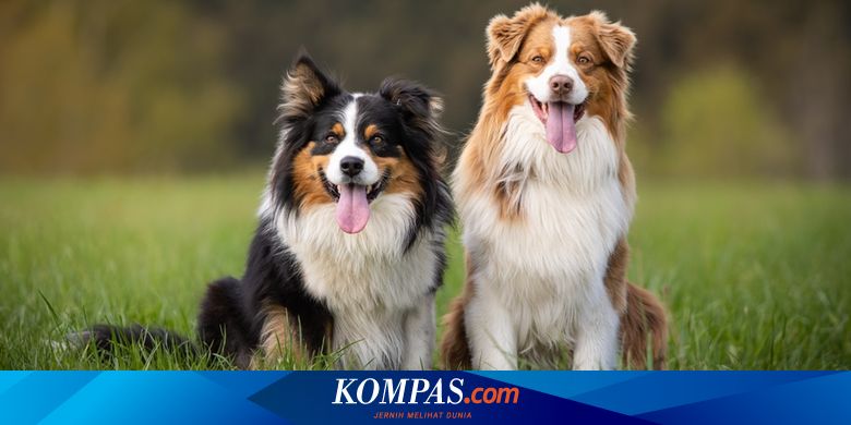 7 Ras Anjing Asal Amerika Serikat yang Populer dan Mendunia