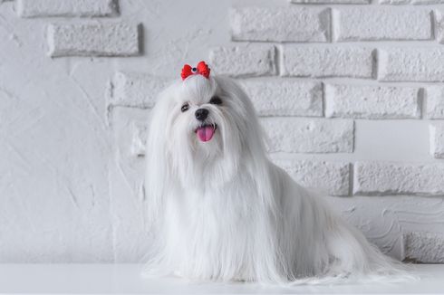 Berita Harian Fakta Menarik Anjing Maltese Terbaru Hari Ini - Kompas.com