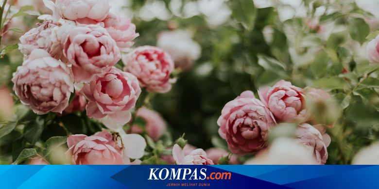 10 Tanaman Bunga yang Mirip Bunga Mawar, Enggak Kalah Cantik