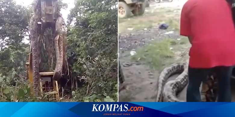 Ular Raksasa Hampir Sebesar Alat Berat Ditemukan, Panjangnya 3 Meter