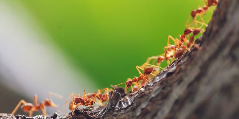 Bagaimana Cara Semut Bekerja dan Berkomunkasi?