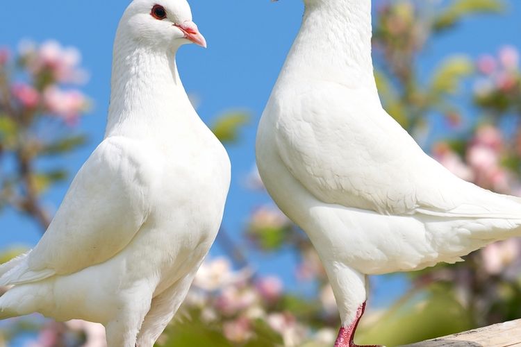 6 Penyakit yang Sering Menyerang Burung Merpati