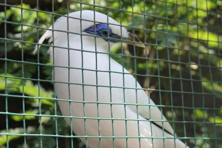Jalak Bali, Burung Endemik Bali yang Nyaris Punah