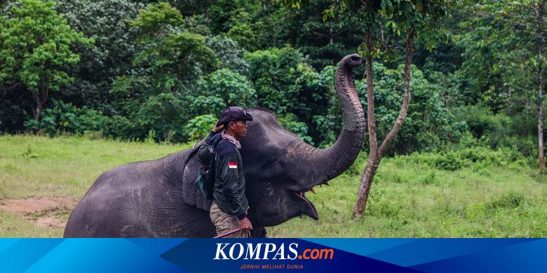 Gajah Sumatra, Spesies Gajah yang Hampir Punah
