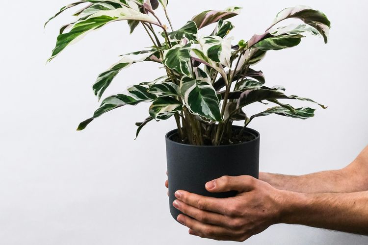 Cara Menghidupkan Kembali Tanaman Calathea yang Sekarat