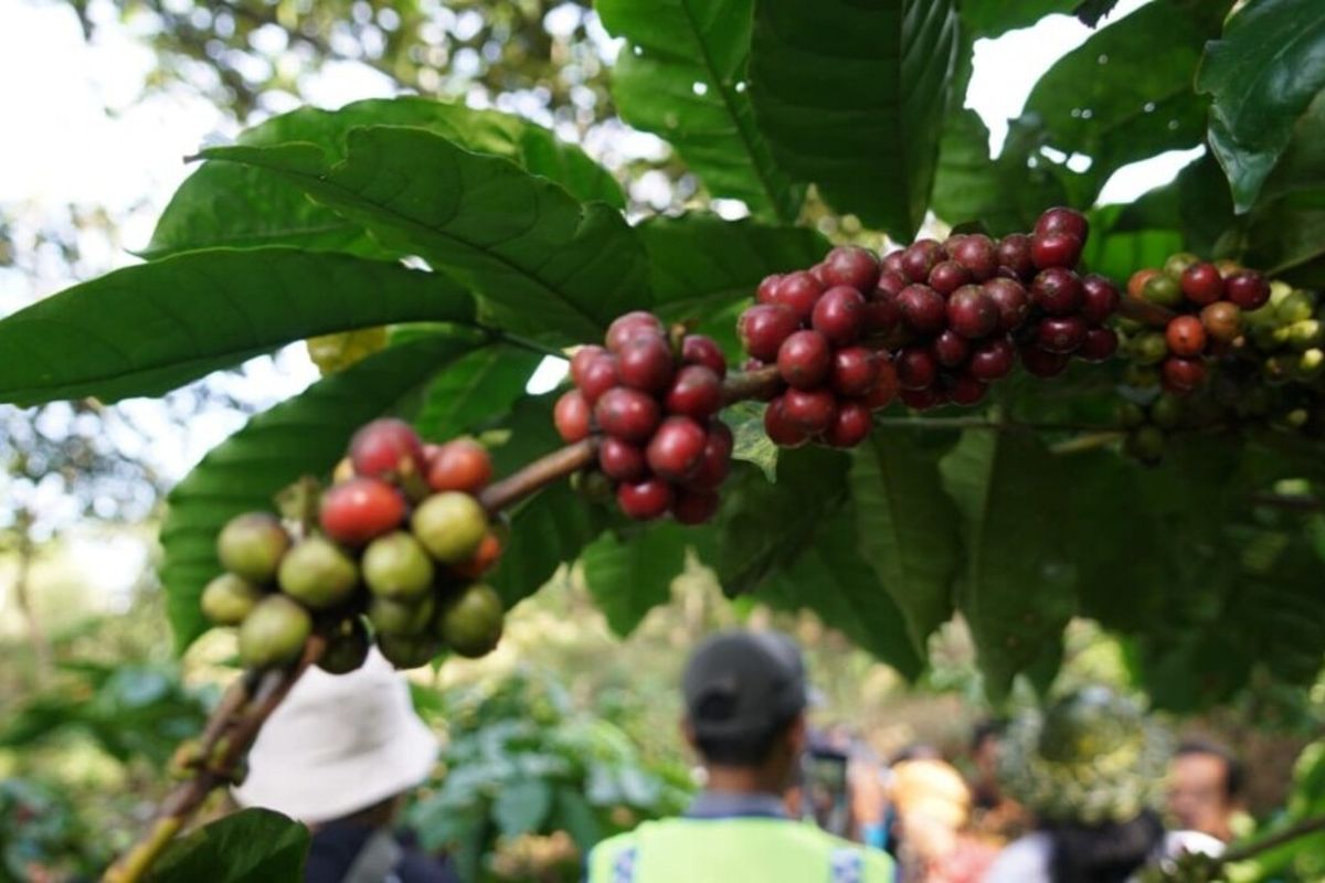 Kopi Gunung Gambar Bangkit Lagi, Jejak Warisan VOC Jadi Harapan Wisata ...