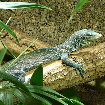 13 Cara Mengusir Biawak dan Mencegahnya Masuk ke Dalam Rumah