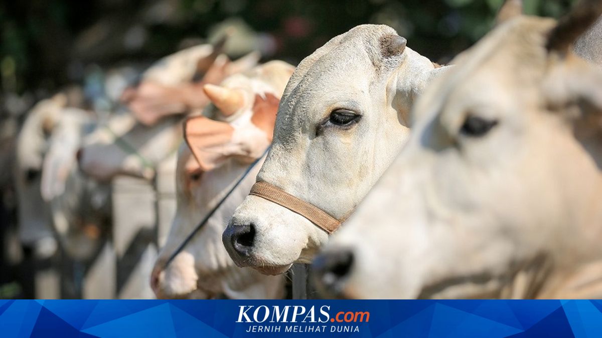 Biomassa: Pengertian, Manfaat, dan Kelebihannya