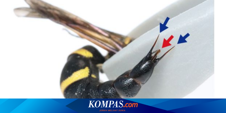 Alat Kelamin Tawon Jantan dari Jepang Ini Berfungsi sebagai Senjata - TrendRadars Indonesia
