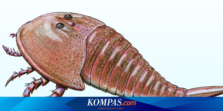 Seperti Apa Kalajengking Laut Raksasa yang Ditemukan di New Mexico?