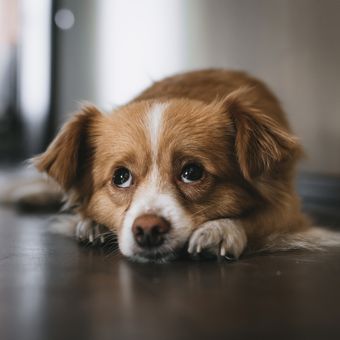 Bisakah Anjing Menangis dan Hal Apa yang Membuatnya Bersedih?