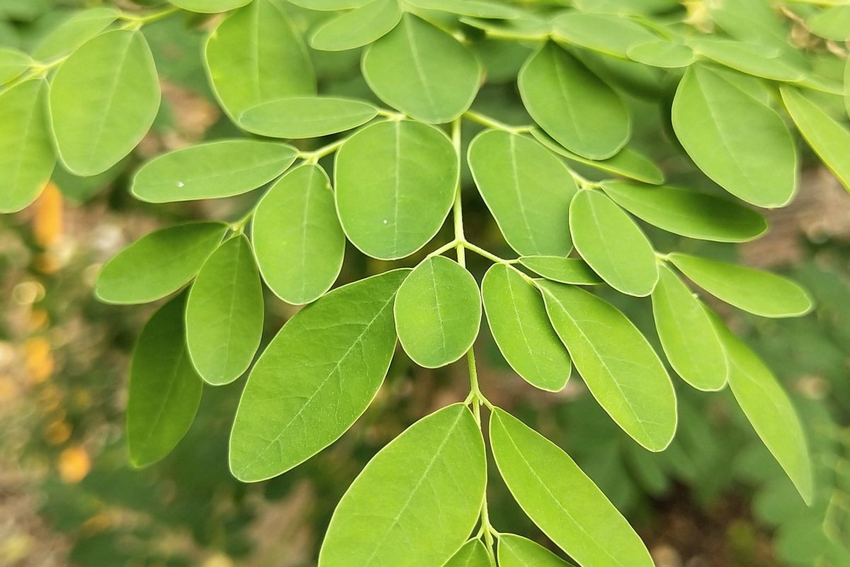 Konsumsi Daun Kelor Bisa Turunkan Berat Badan? Ini Penjelasan Ahli