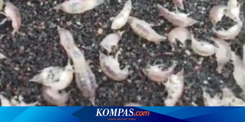 Fenomena Upwelling: Parasit Laut Muncul di Pantai Baru Yogyakarta
